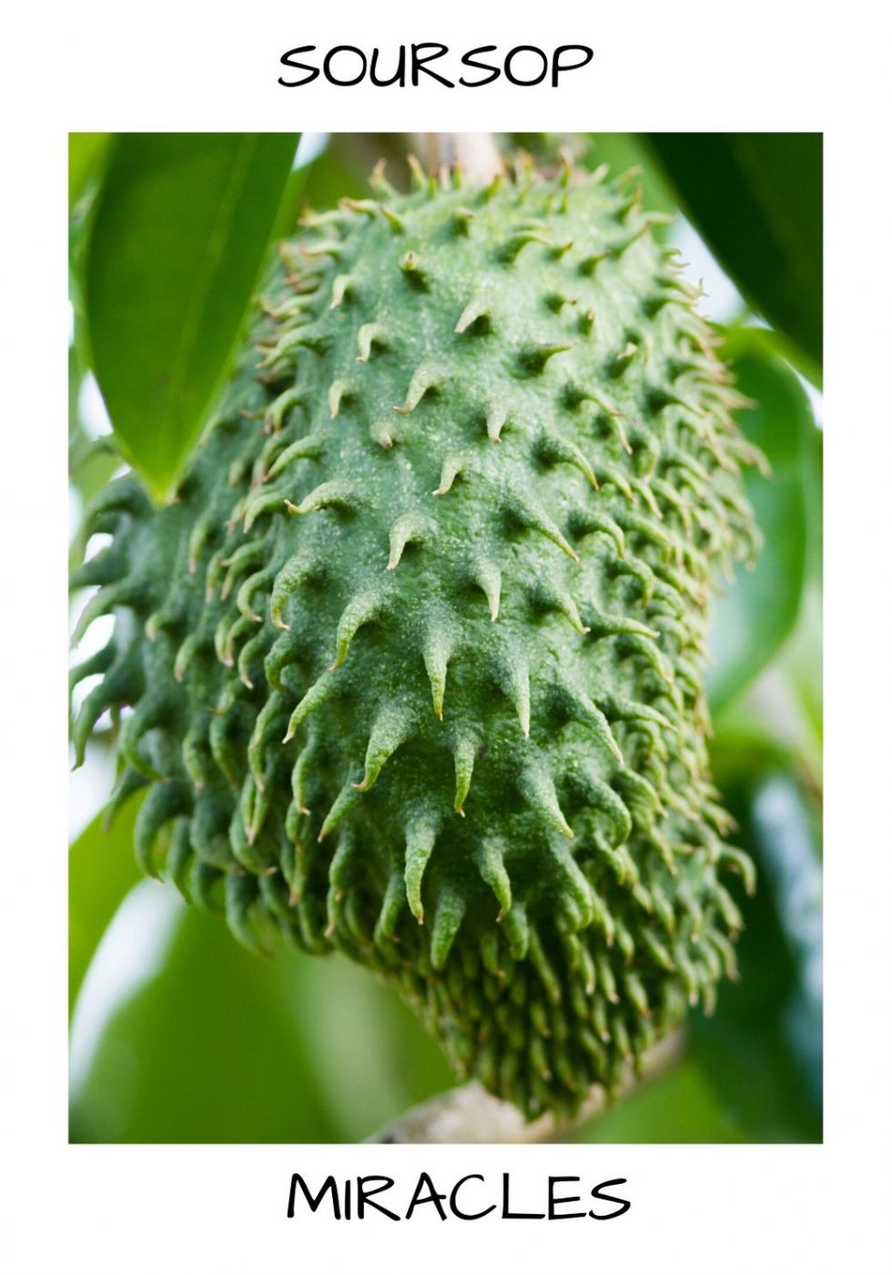 The Super Sensation of Soursop – Center for Intuitive Food Therapy